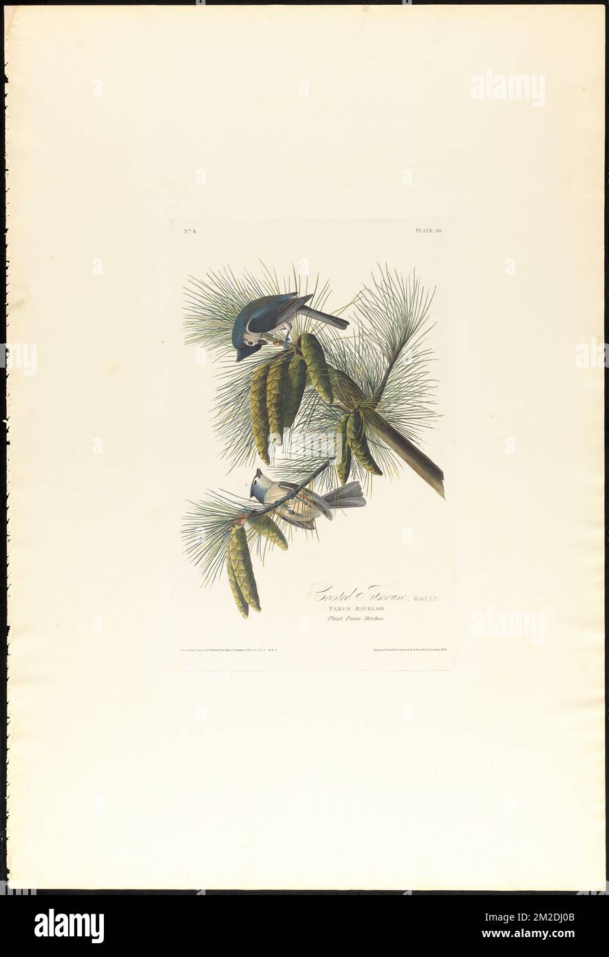 Crested titmouse : Male, 1. F, 2. Parus bicolor. Plant. Pinus strobus ...
