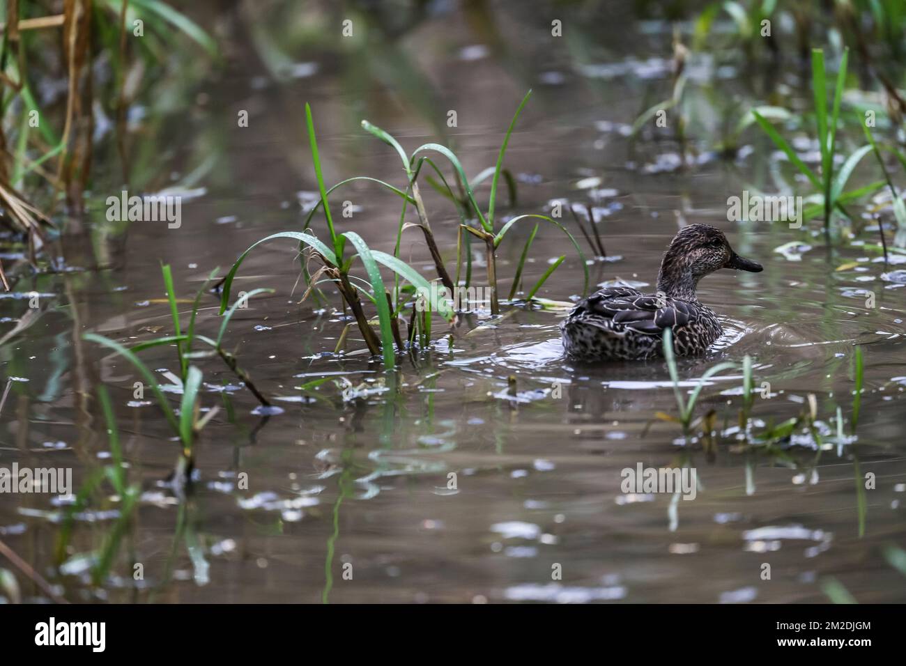 Female Teal. Winter at Slimbridge, The Wildfowl and Wetlands Trust bird ...