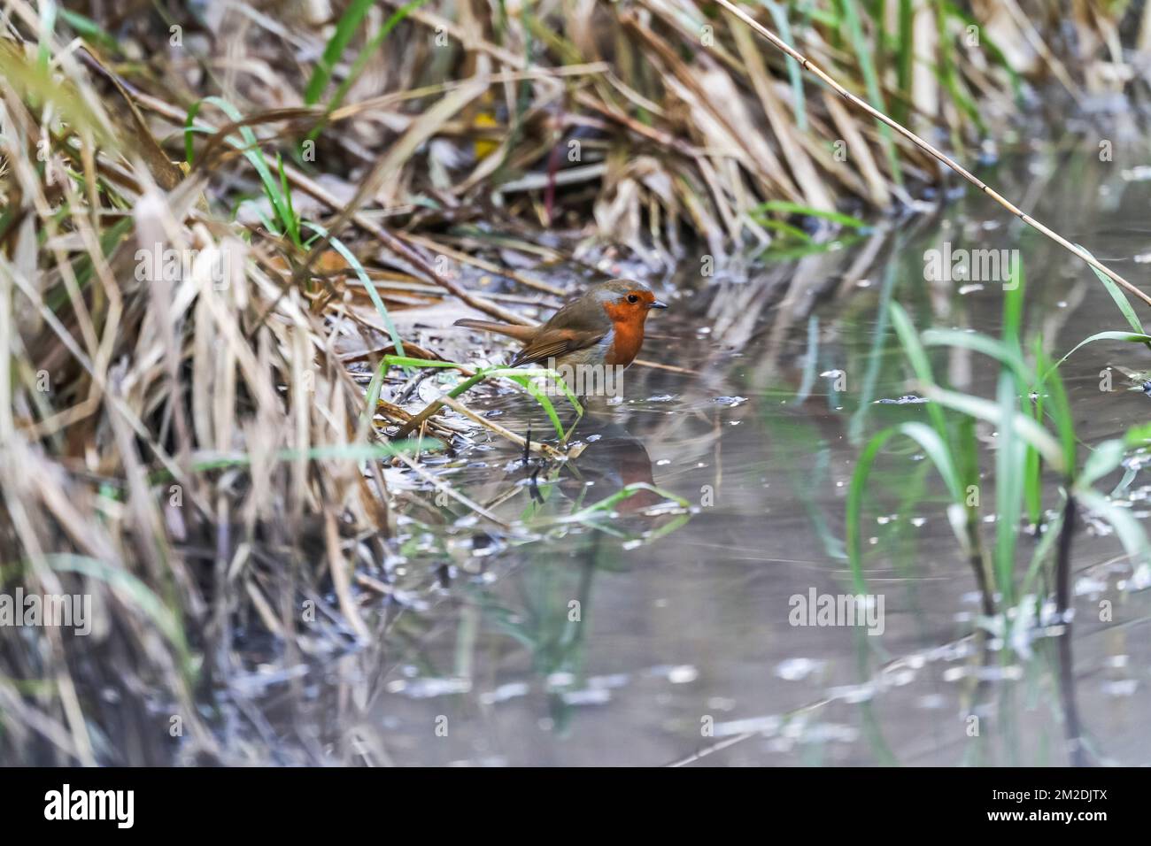 Robin. Winter at Slimbridge, The Wildfowl and Wetlands Trust bird ...