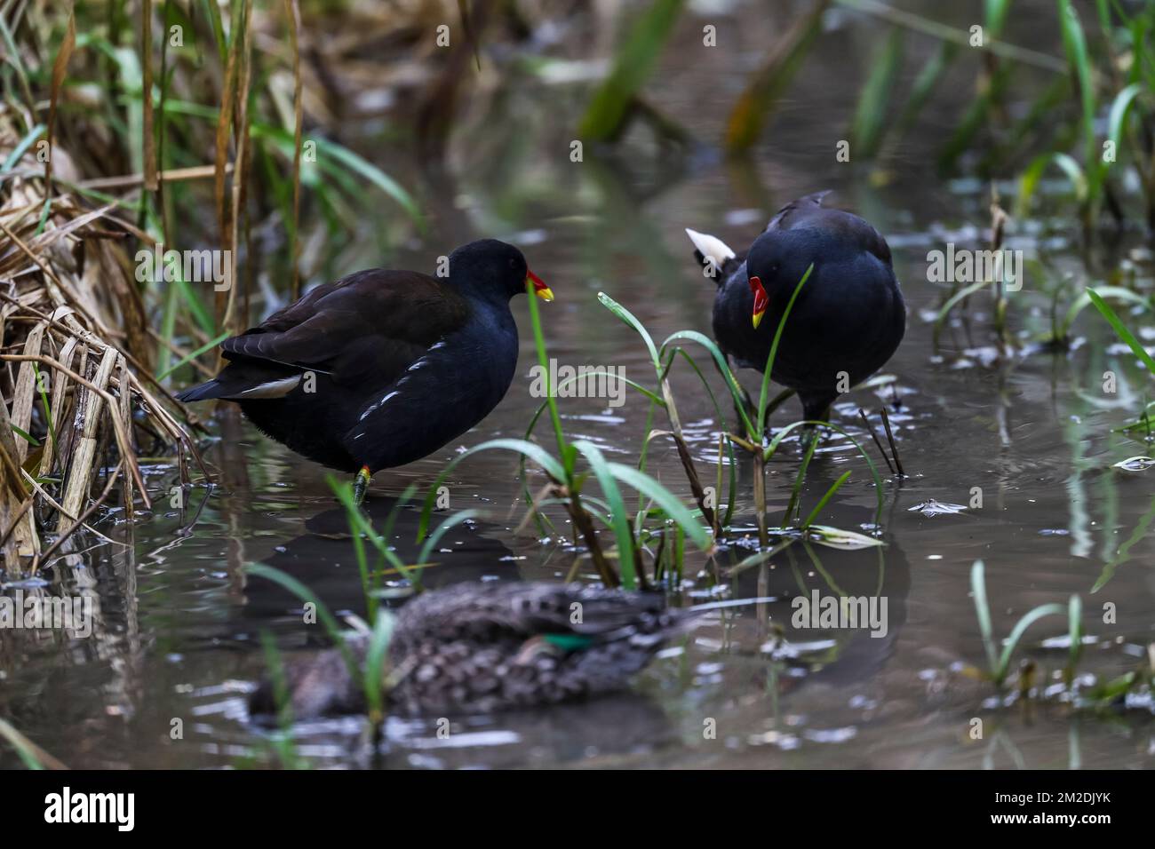 Moorhen. Winter at Slimbridge, The Wildfowl and Wetlands Trust bird ...