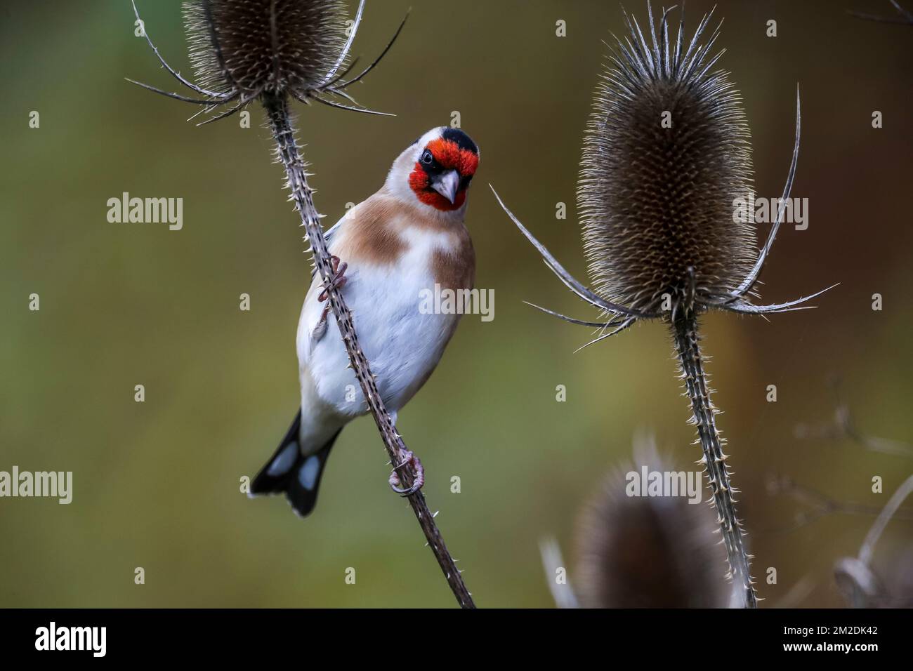 Goldfinch. Winter at Slimbridge, The Wildfowl and Wetlands Trust bird ...