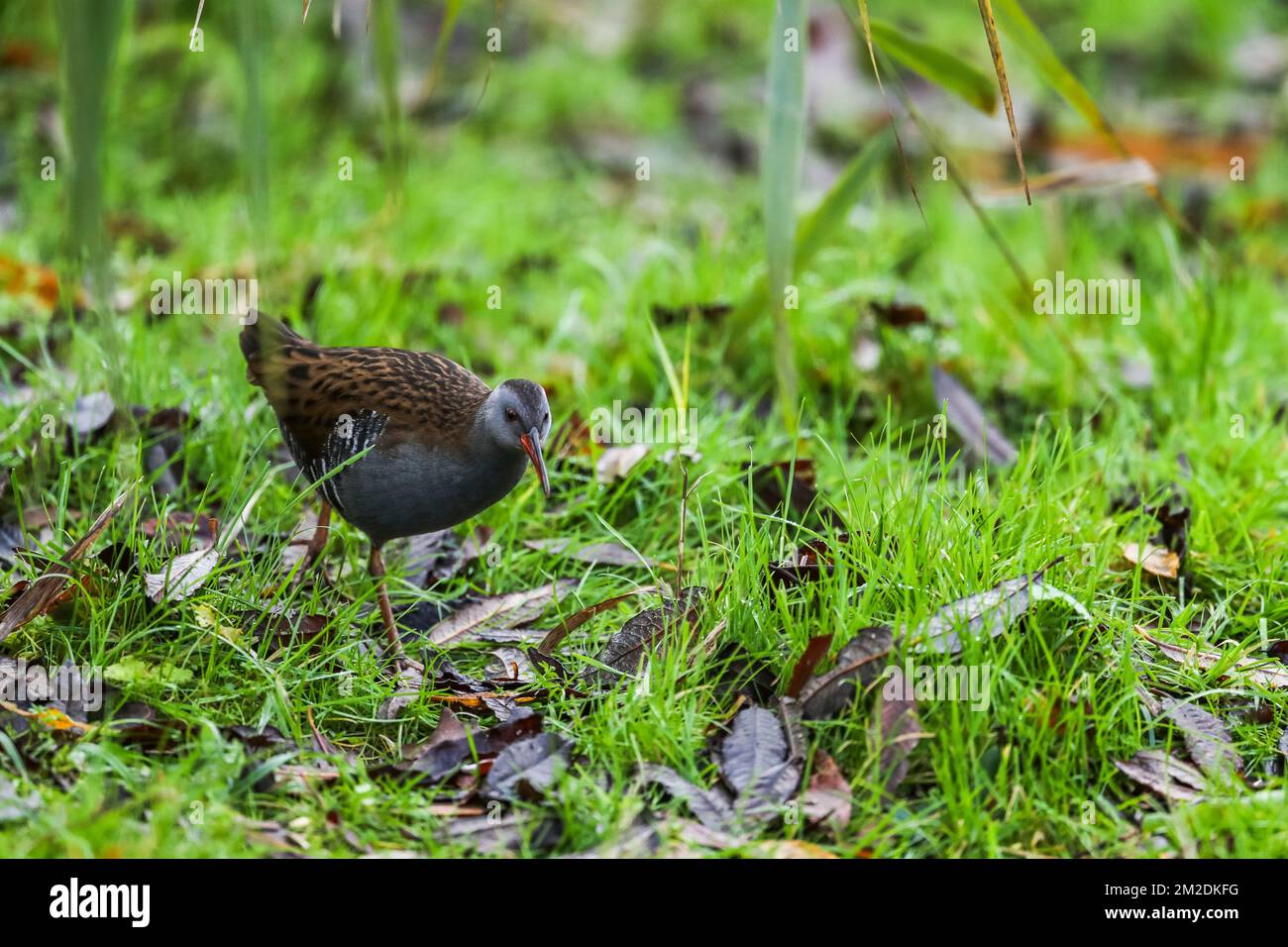 Water rail. Winter at Slimbridge, The Wildfowl and Wetlands Trust bird ...