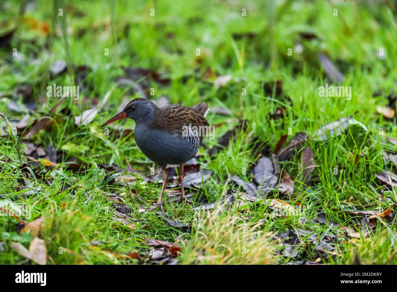 Water rail. Winter at Slimbridge, The Wildfowl and Wetlands Trust bird ...
