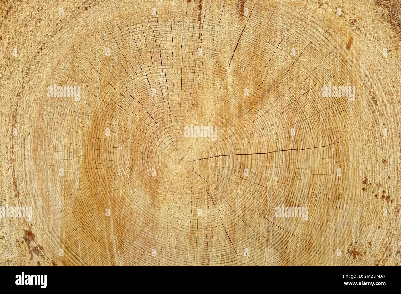 Arbre d'arbre hi-res stock photography and images - Alamy