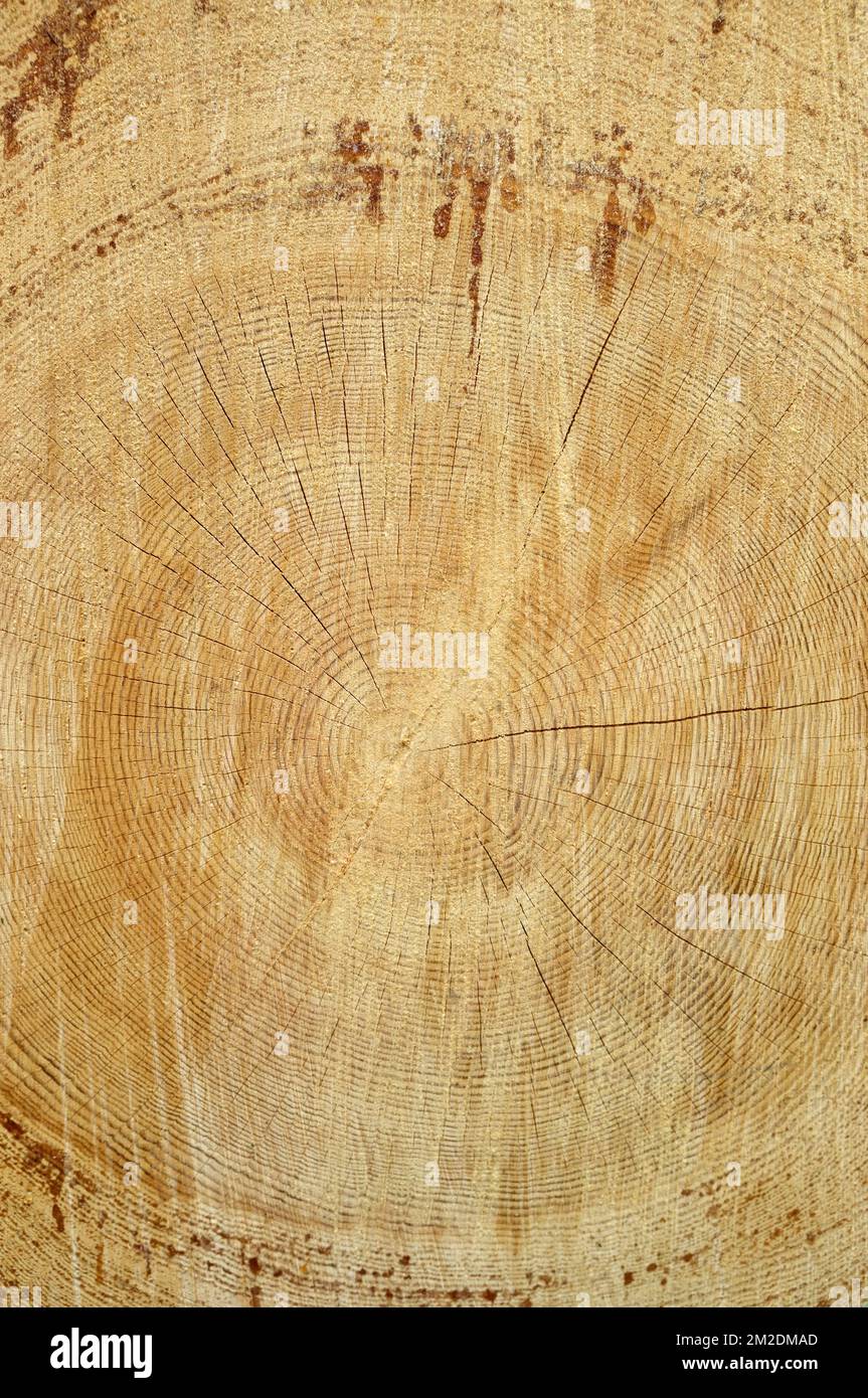 Tronc d'arbre coupé hi-res stock photography and images - Alamy