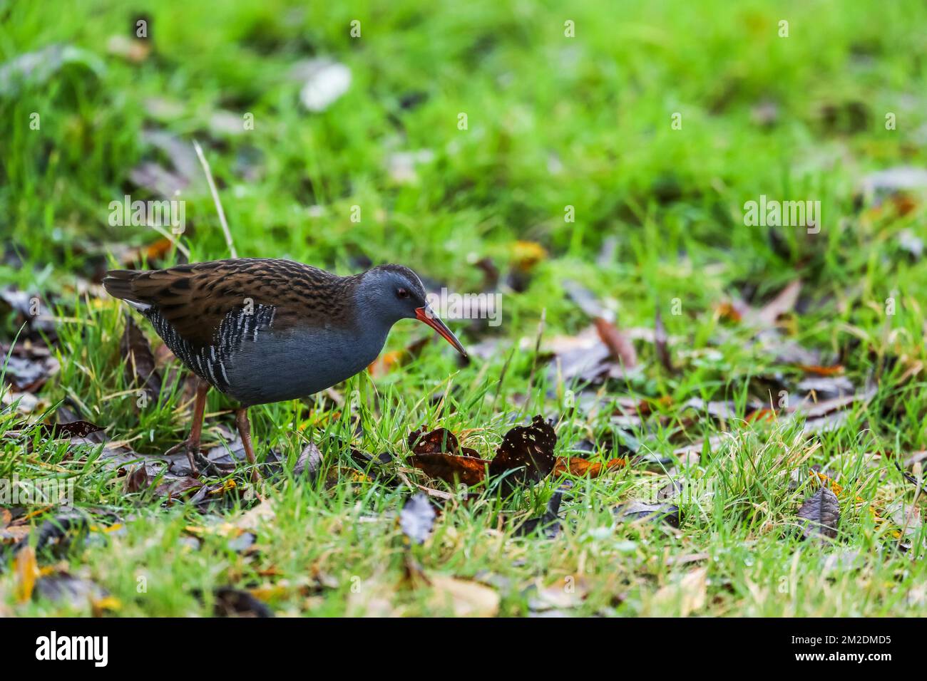 Water rail. Winter at Slimbridge, The Wildfowl and Wetlands Trust bird ...
