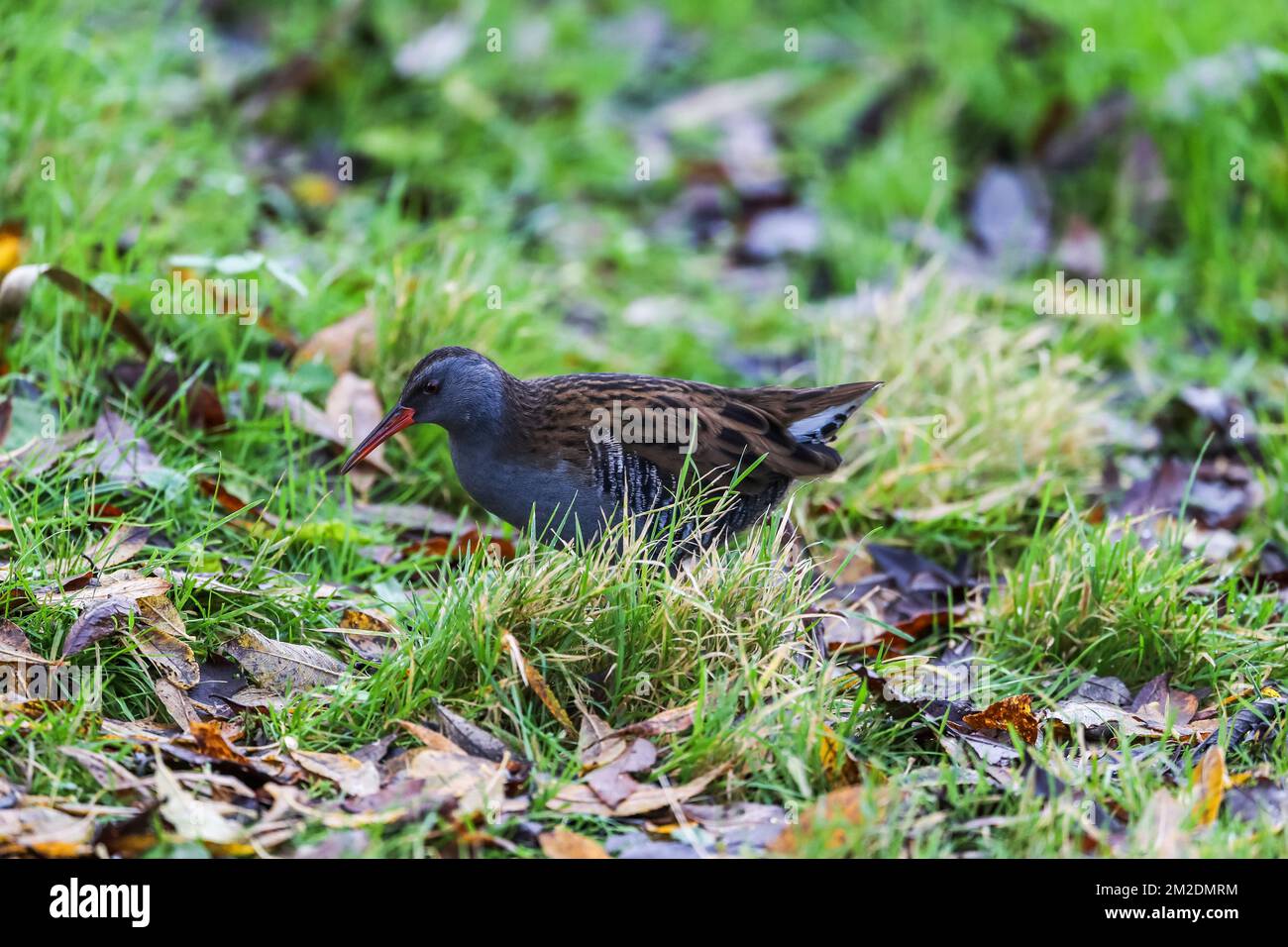 Water rail. Winter at Slimbridge, The Wildfowl and Wetlands Trust bird ...