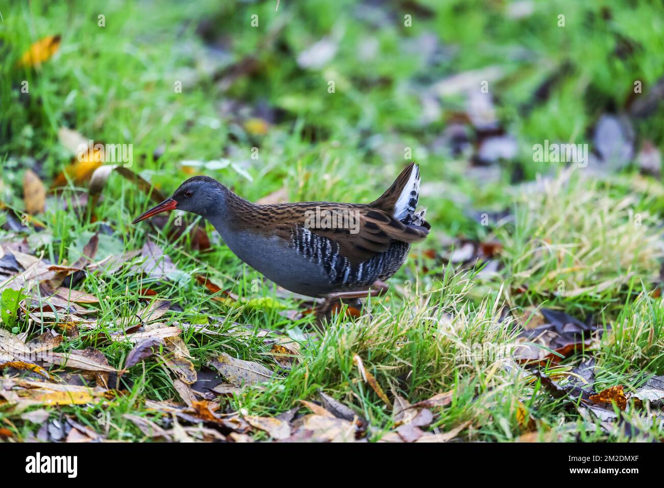Water rail. Winter at Slimbridge, The Wildfowl and Wetlands Trust bird ...