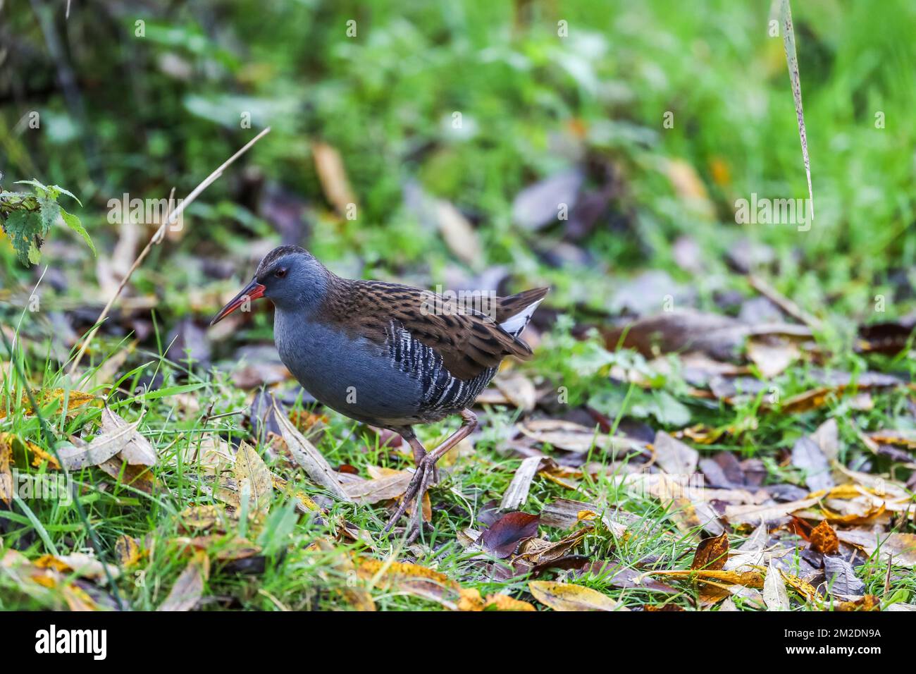 Water rail. Winter at Slimbridge, The Wildfowl and Wetlands Trust bird ...