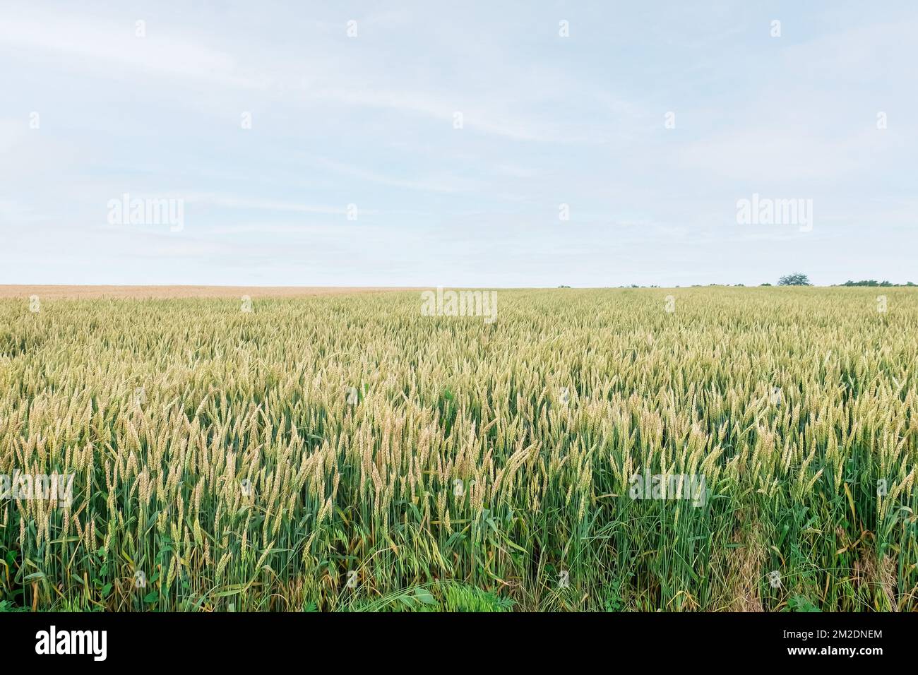 Beautiful wheat field in countryside Stock Photo - Alamy