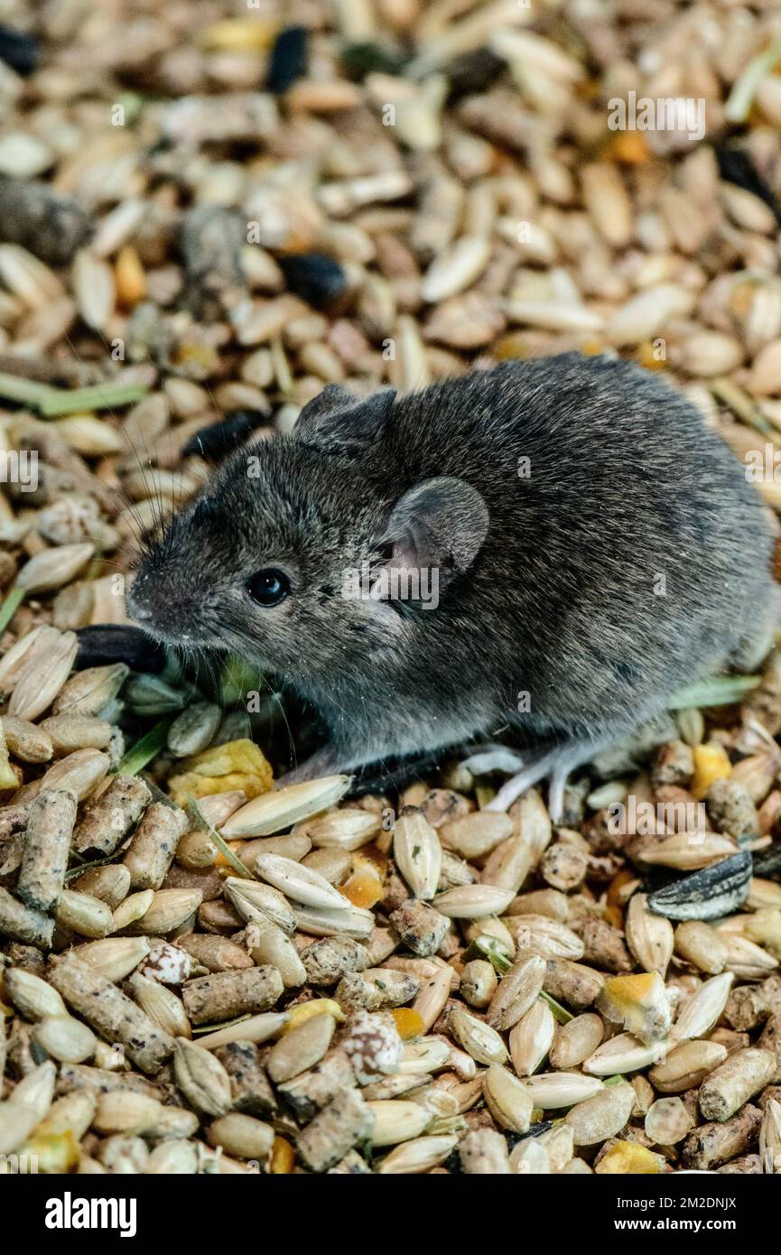 Lost, Mouse in the feed bin Stock Photo - Alamy