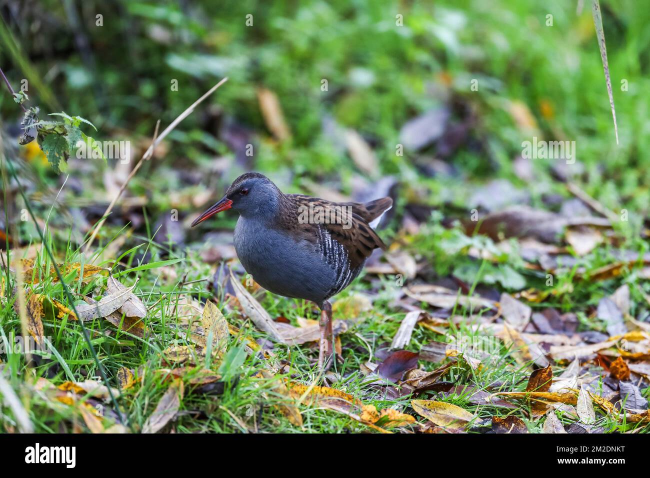 Water rail. Winter at Slimbridge, The Wildfowl and Wetlands Trust bird ...