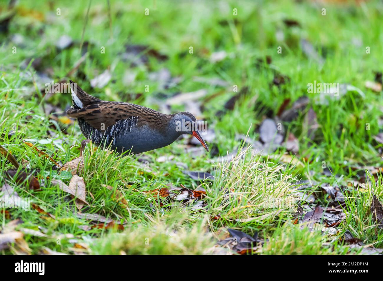 Water rail. Winter at Slimbridge, The Wildfowl and Wetlands Trust bird ...