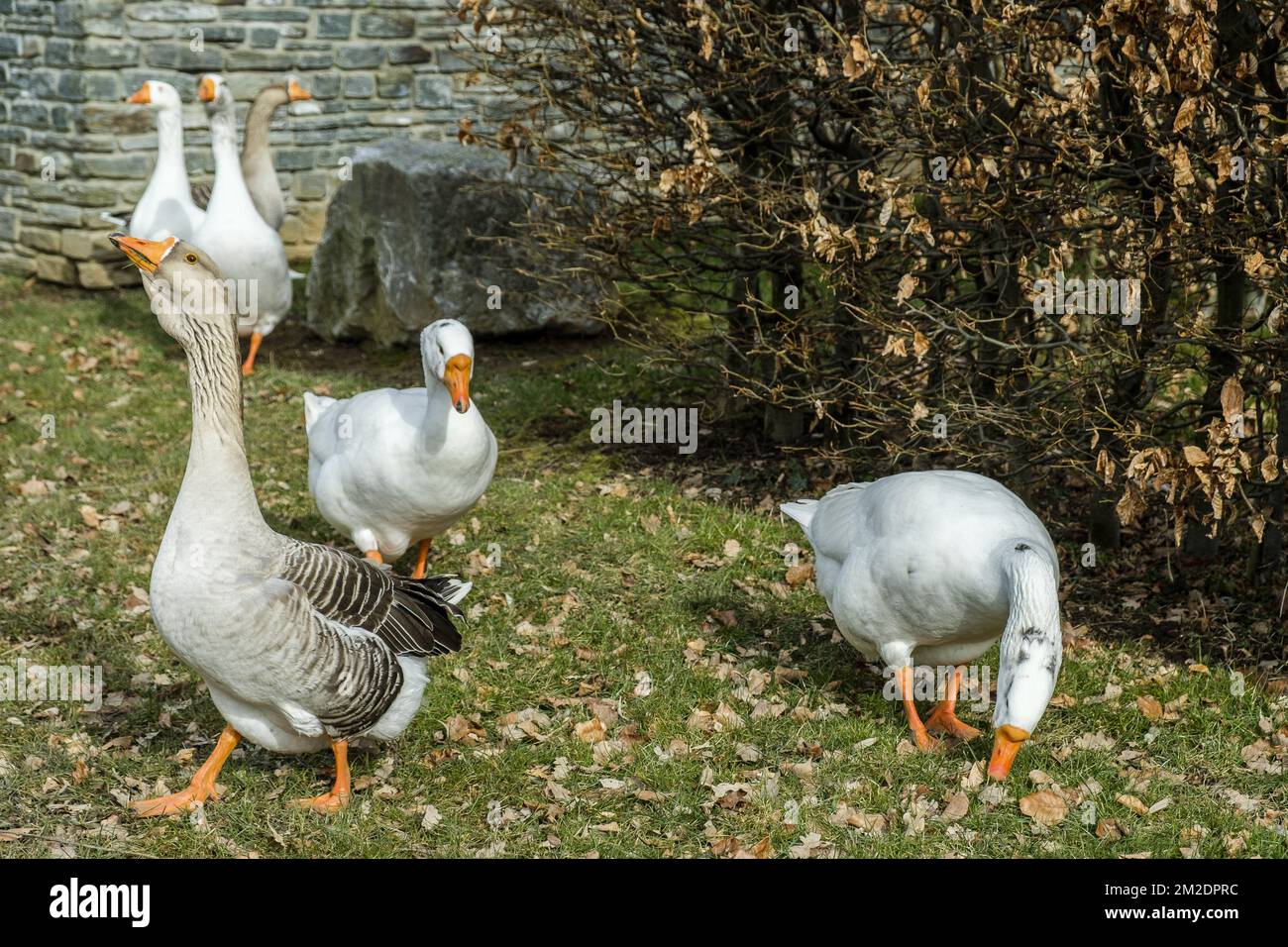 Flora et fauna hi-res stock photography and images - Alamy