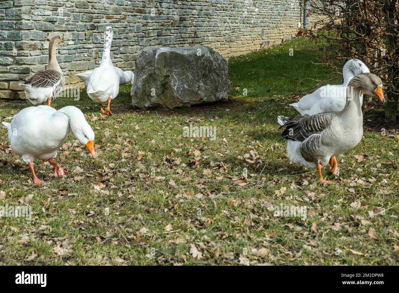 Flora et fauna hi-res stock photography and images - Alamy
