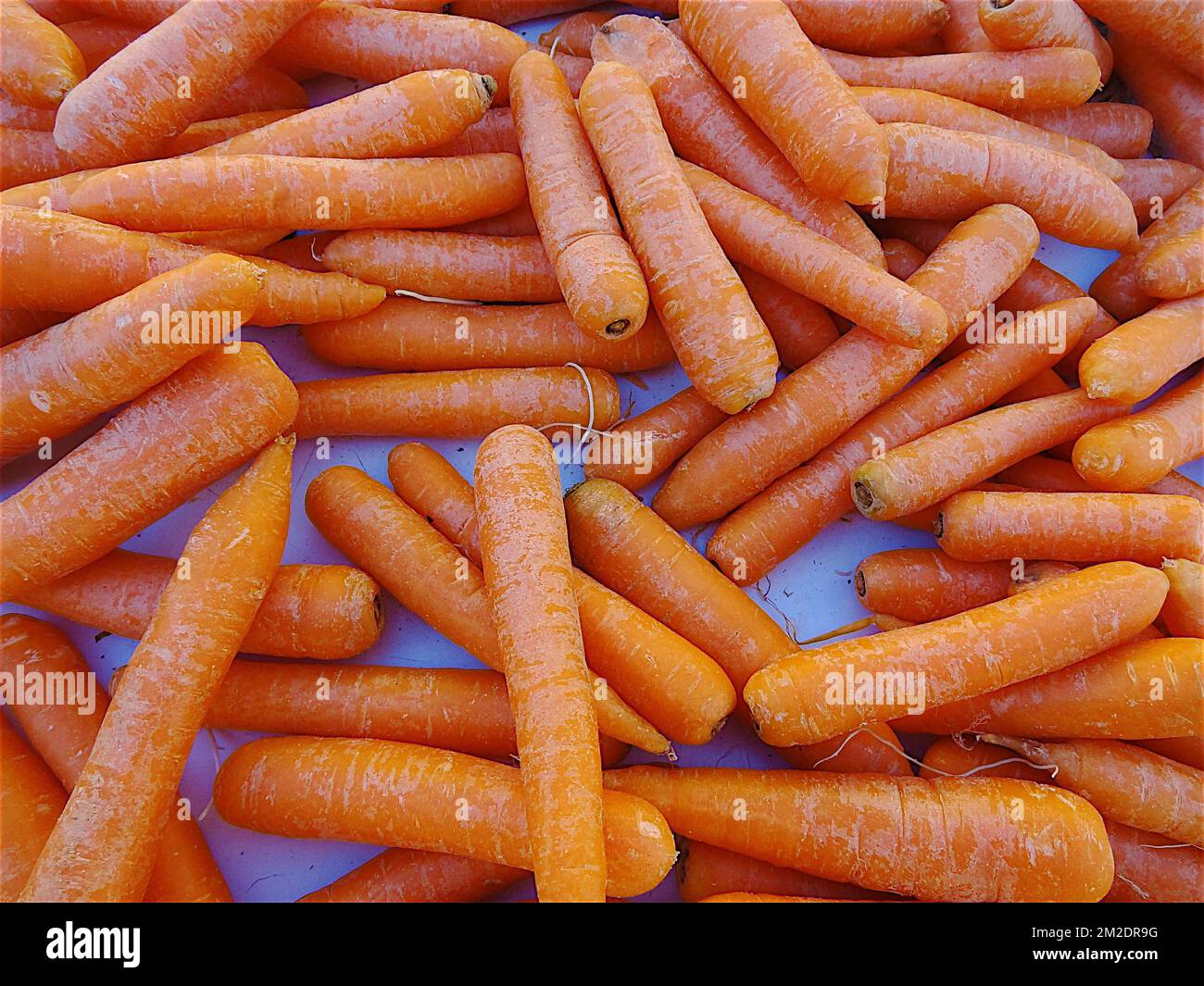 Bulk carots | Carottes en vrac 10/03/2018 Stock Photo - Alamy