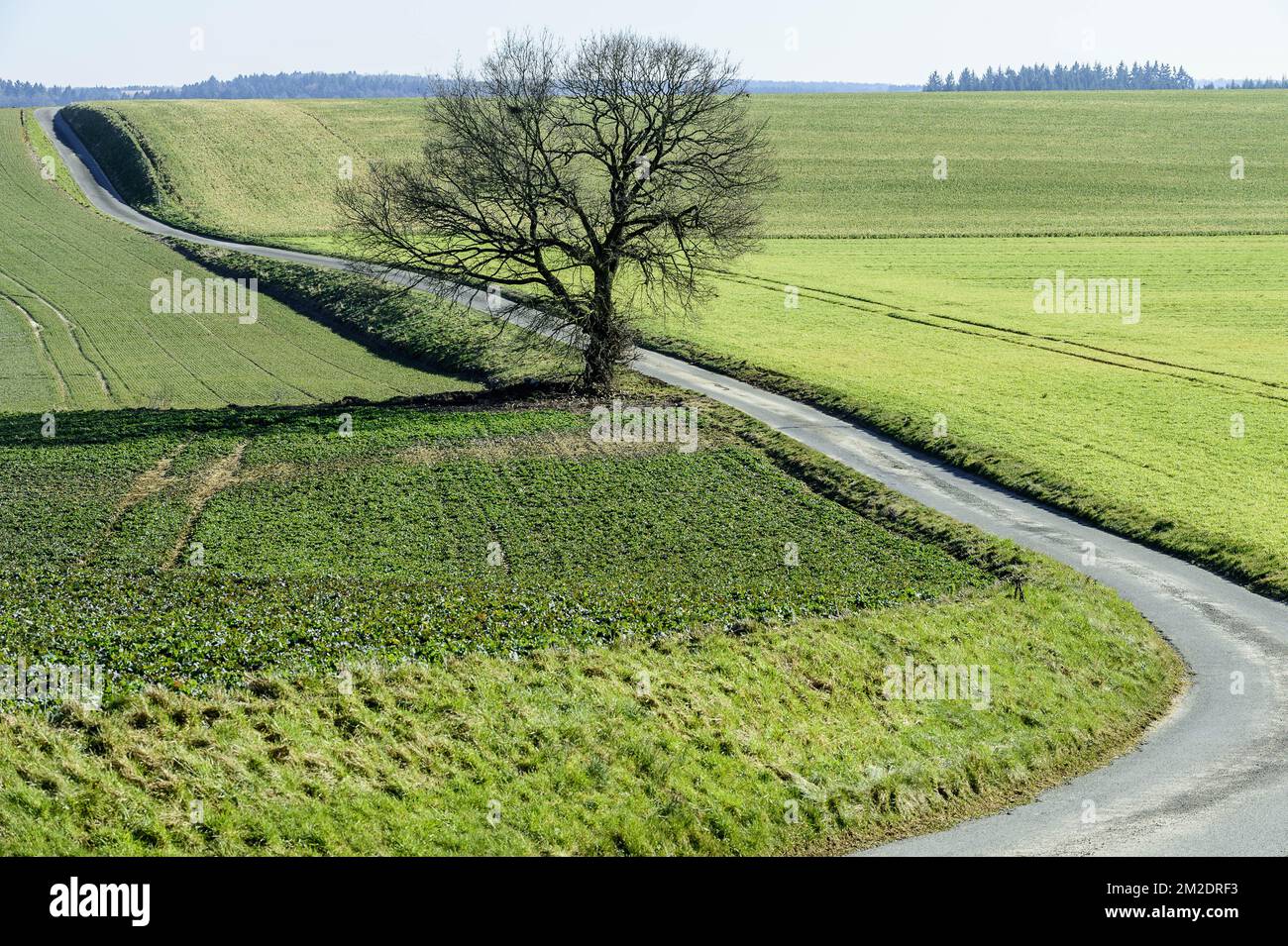 Countryside road - small winding road and isolated tree | Route ...