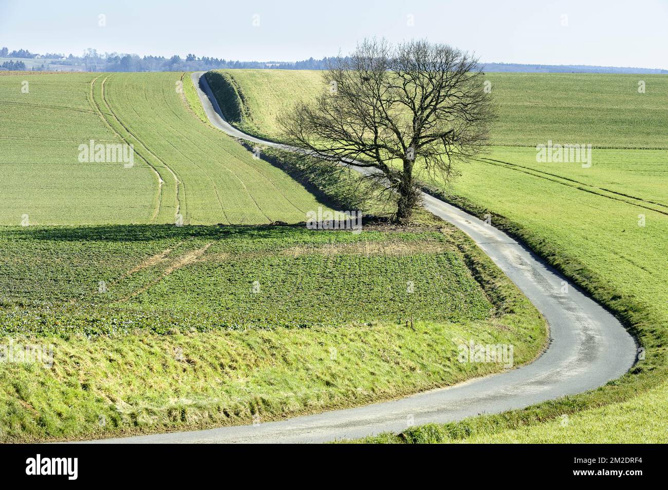 Countryside road - small winding road and isolated tree | Route ...