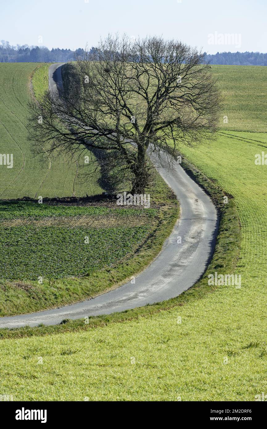 Countryside road - small winding road and isolated tree | Route ...