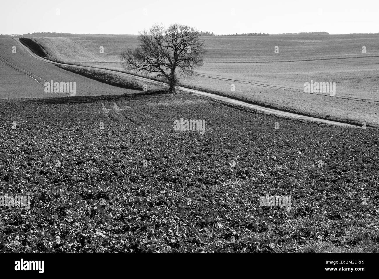 Arbre isolé hi-res stock photography and images - Alamy
