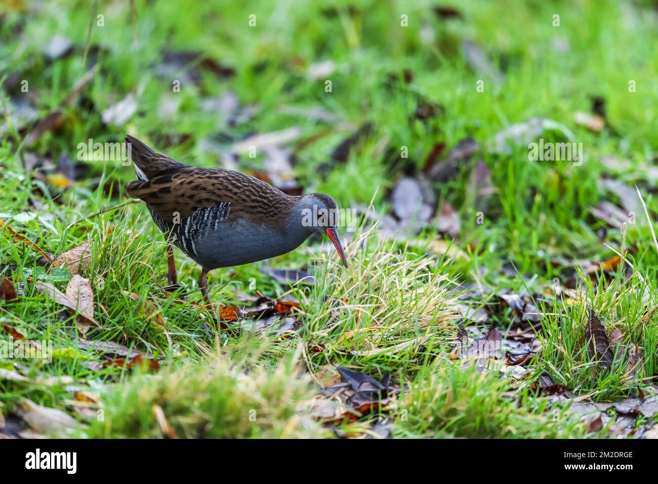 Water rail. Winter at Slimbridge, The Wildfowl and Wetlands Trust bird ...