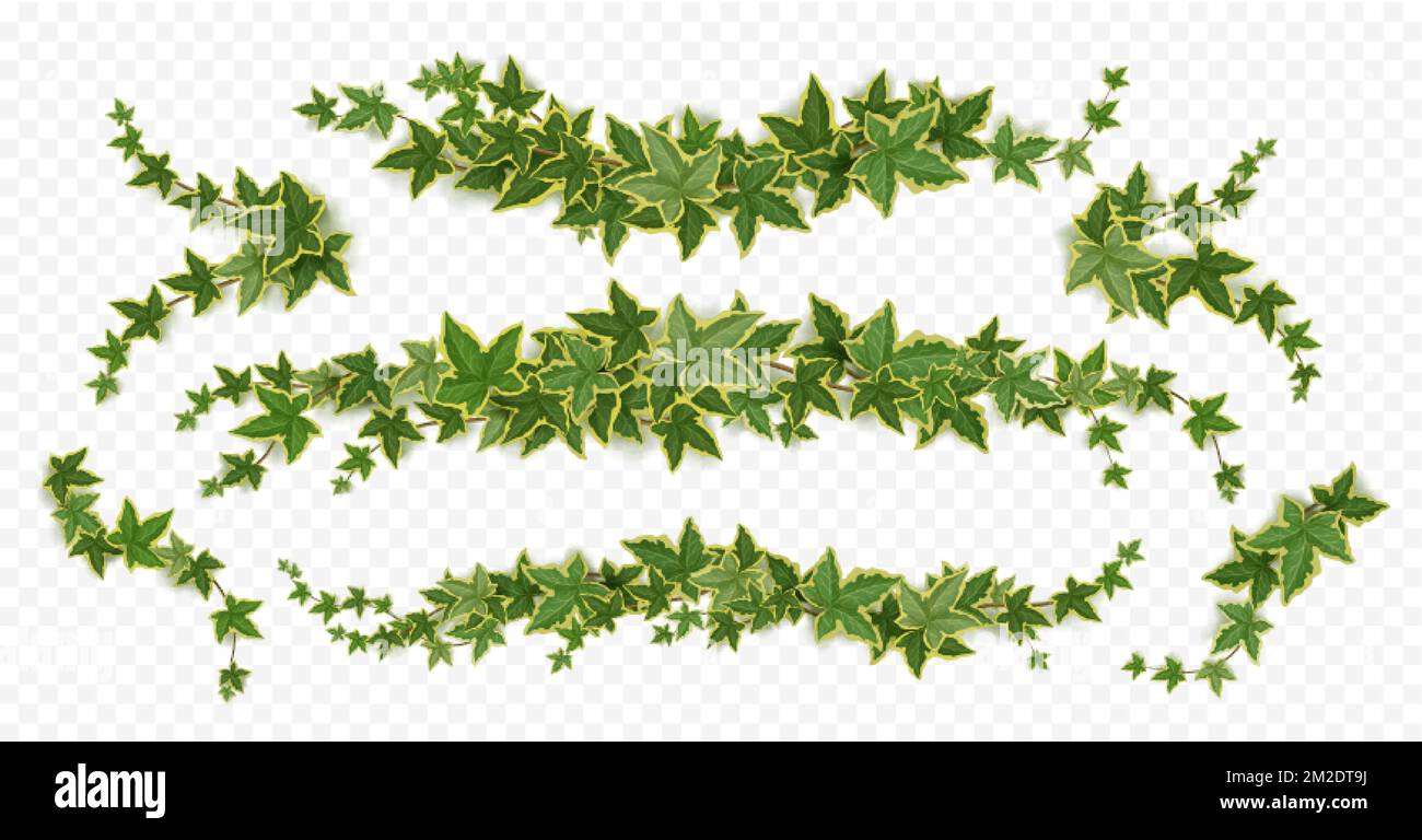 Ivy vines, creeper branches with green leaves. Horizontal borders ...