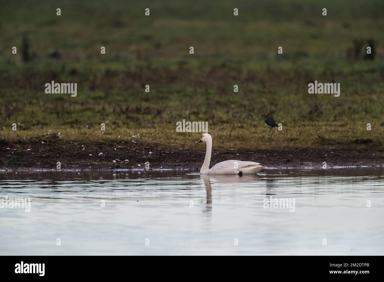 Bewick's swan. Winter at Slimbridge, The Wildfowl and Wetlands Trust ...