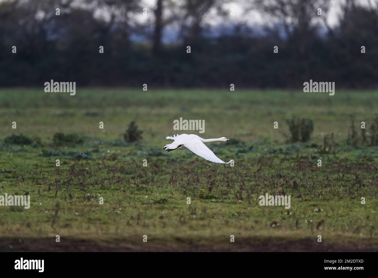 Bewick's swan. Winter at Slimbridge, The Wildfowl and Wetlands Trust ...