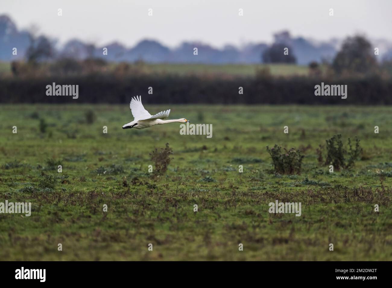 Bewick's swan. Winter at Slimbridge, The Wildfowl and Wetlands Trust ...