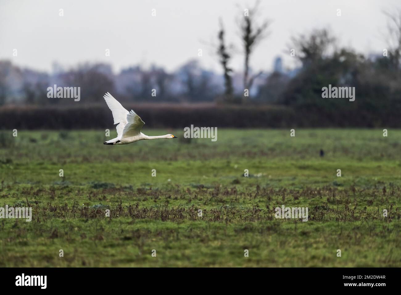 Bewick's swan. Winter at Slimbridge, The Wildfowl and Wetlands Trust ...