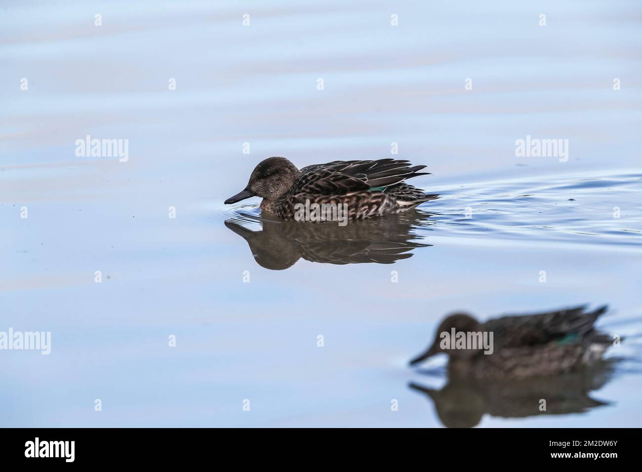 Female teal. Winter at Slimbridge, The Wildfowl and Wetlands Trust bird ...