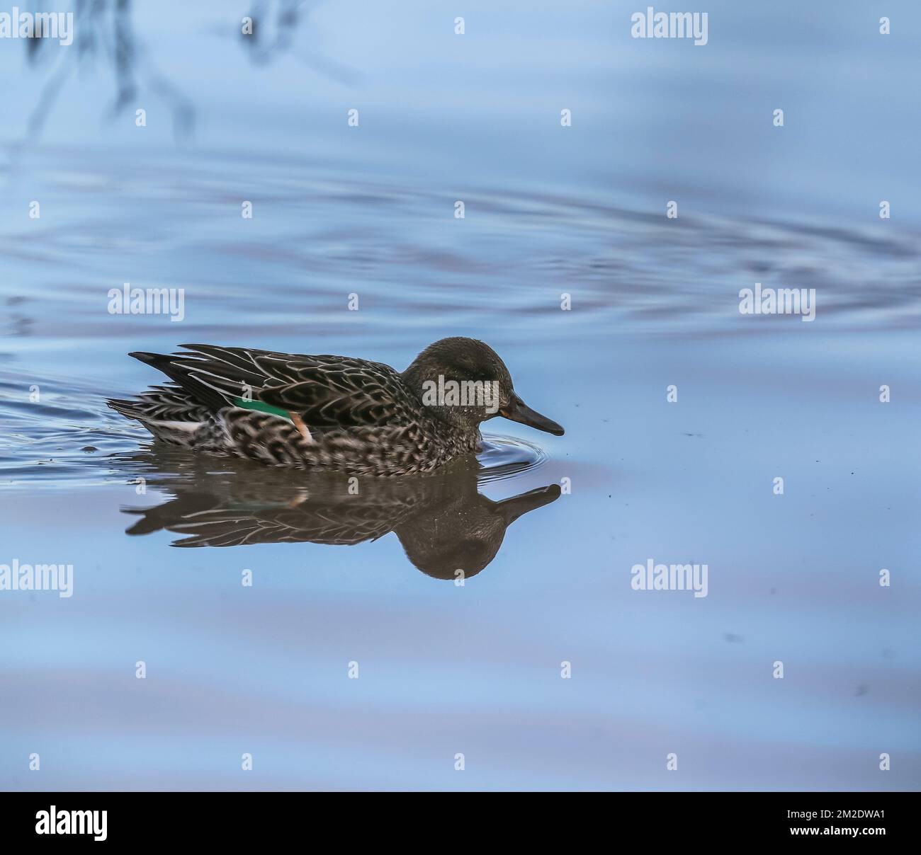 Female teal. Winter at Slimbridge, The Wildfowl and Wetlands Trust bird ...