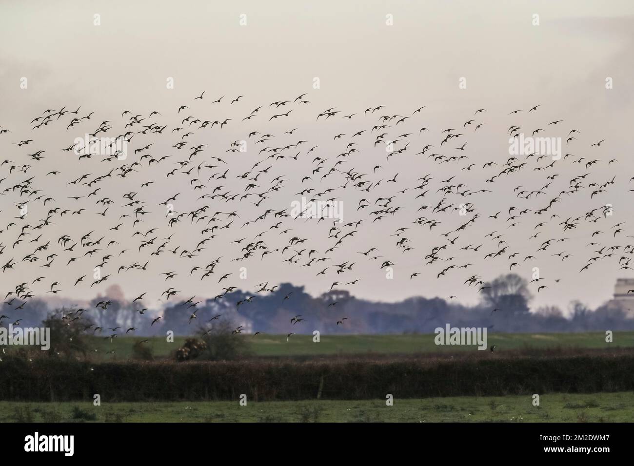 Golden plover flock. Winter at Slimbridge, The Wildfowl and Wetlands ...