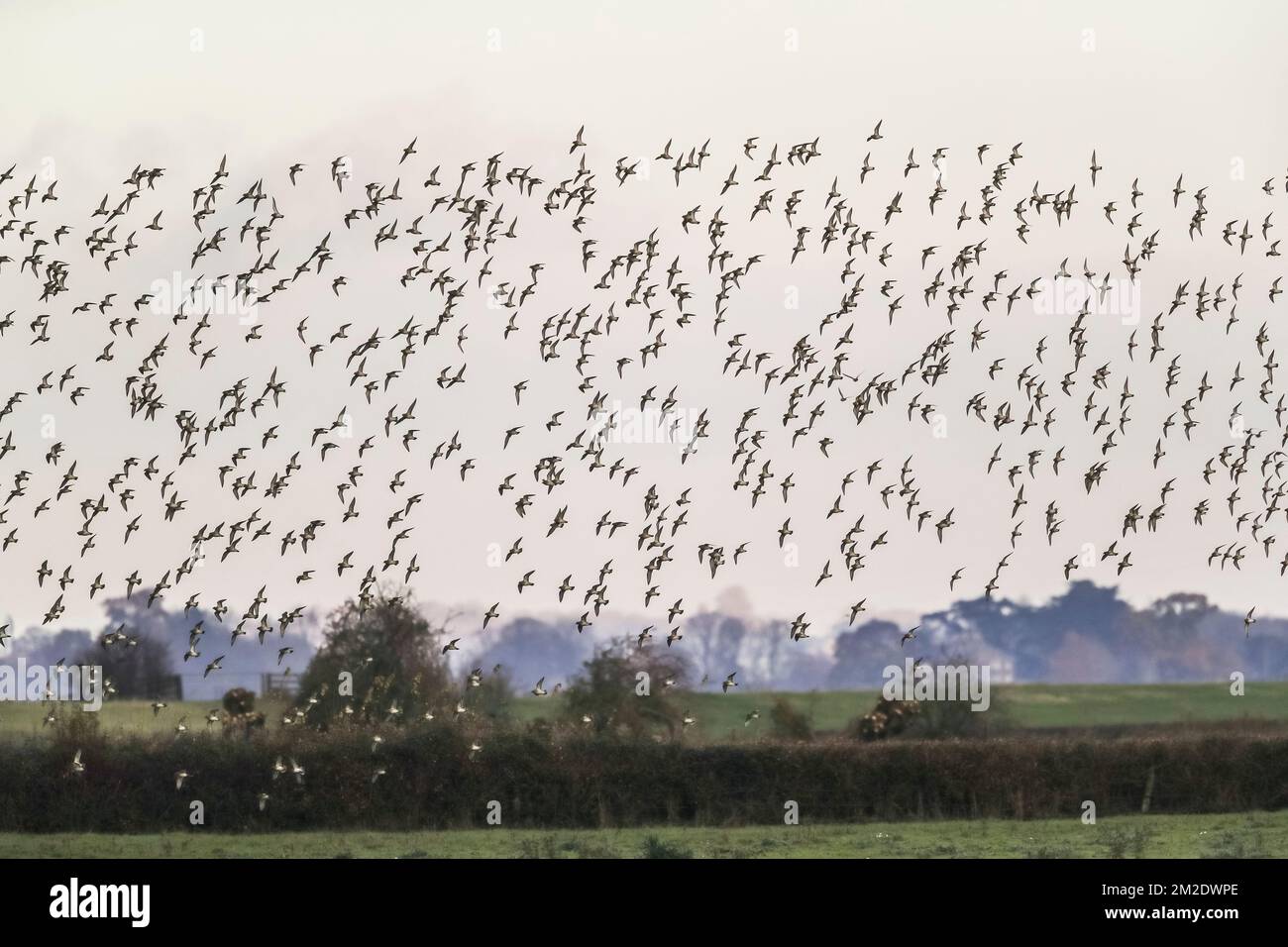 Golden plover flock. Winter at Slimbridge, The Wildfowl and Wetlands ...