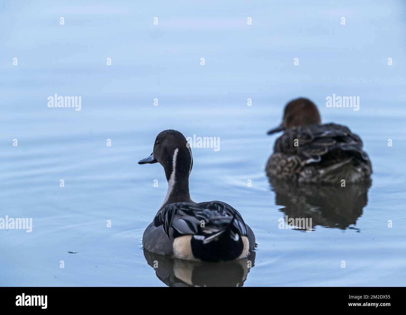 Northern pintail. Winter at Slimbridge, The Wildfowl and Wetlands Trust ...