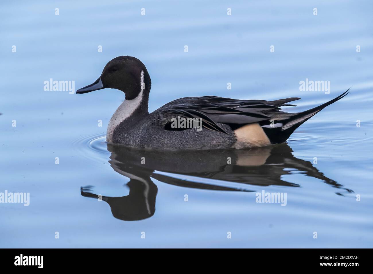 Northern pintail. Winter at Slimbridge, The Wildfowl and Wetlands Trust ...