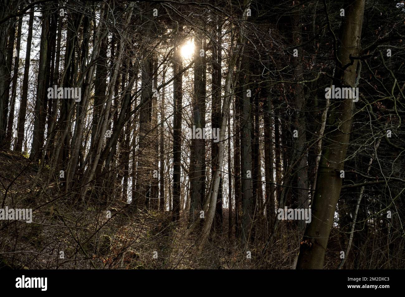 Soleil à travers les arbres hi-res stock photography and images - Alamy