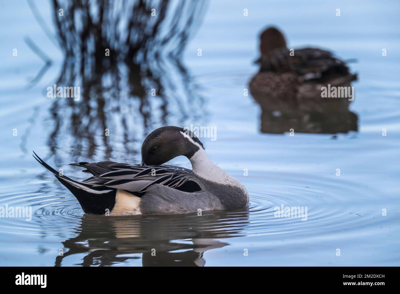 Northern pintail. Winter at Slimbridge, The Wildfowl and Wetlands Trust ...