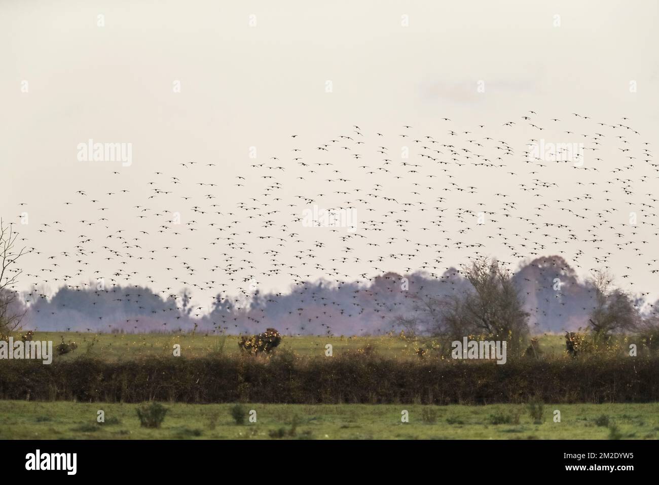 Winter at Slimbridge, The Wildfowl and Wetlands Trust bird collection ...