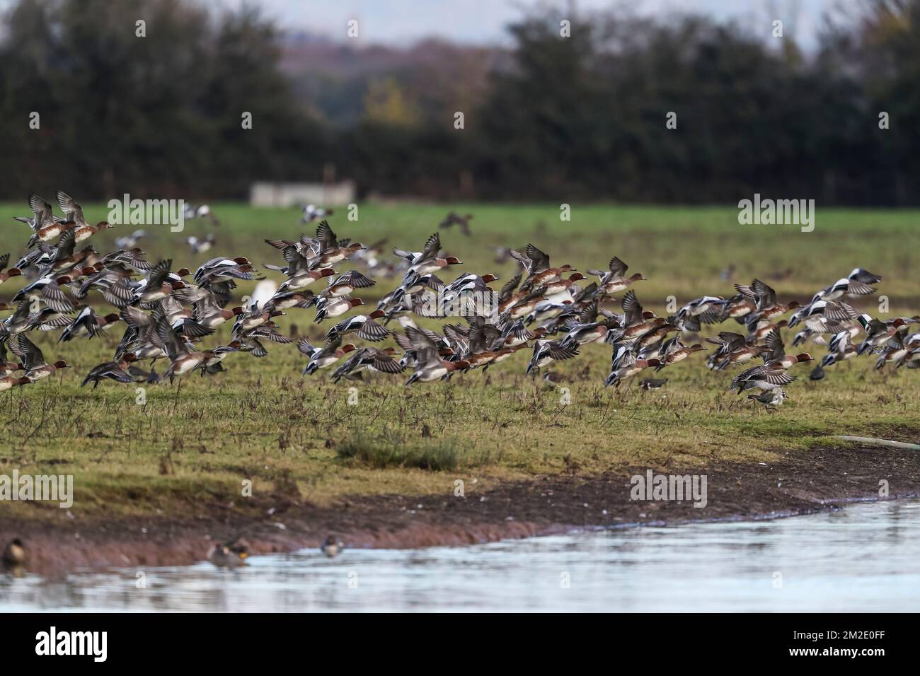 Wigeon. Winter at Slimbridge, The Wildfowl and Wetlands Trust bird ...