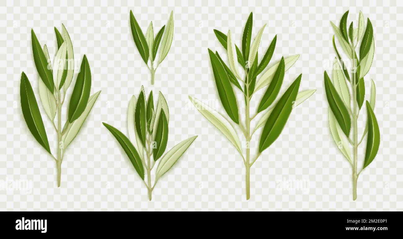 Olive tree branches with green leaves. Mediterranean plant foliage ...