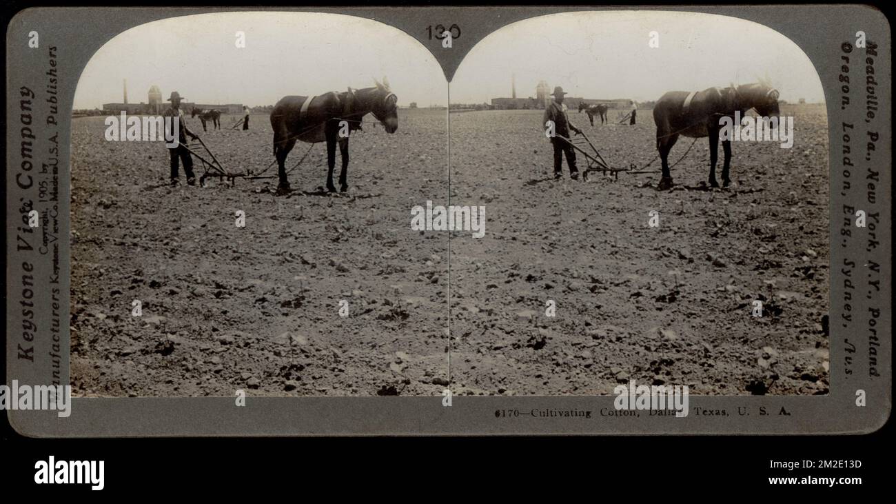 Cultivating cotton, Dallas, Texas , Cotton plantations, Plowing ...