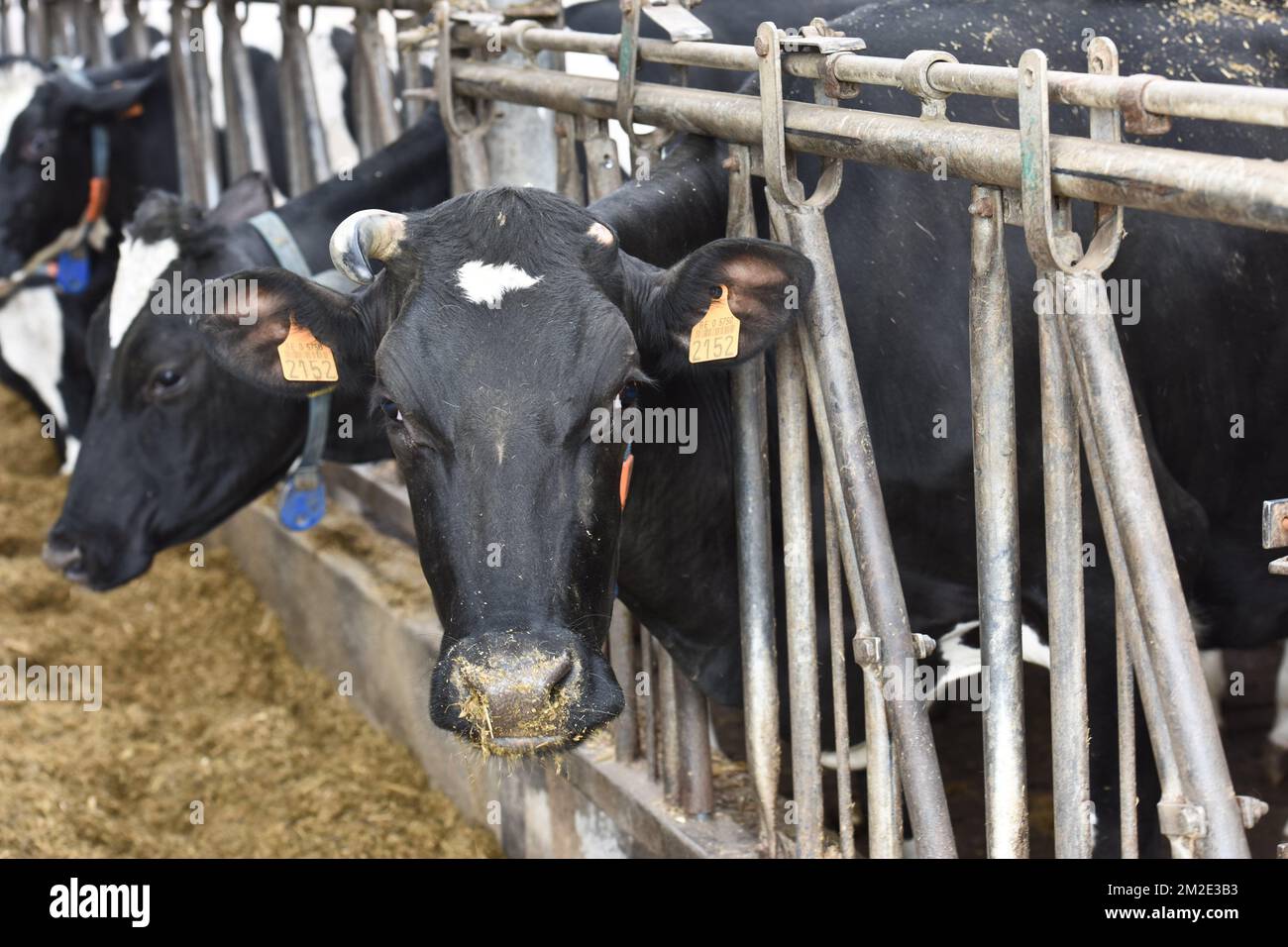 élevage agricole hi-res stock photography and images - Alamy