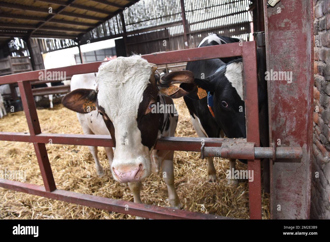 élevage agricole hi-res stock photography and images - Alamy