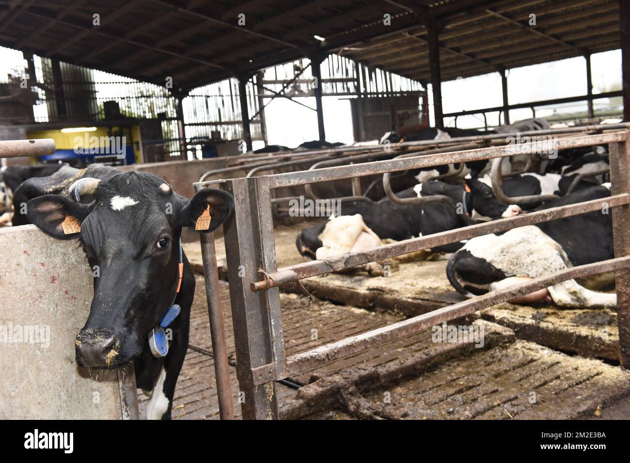 élevage agricole hi-res stock photography and images - Alamy