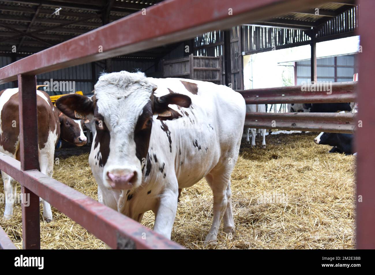 élevage agricole hi-res stock photography and images - Alamy