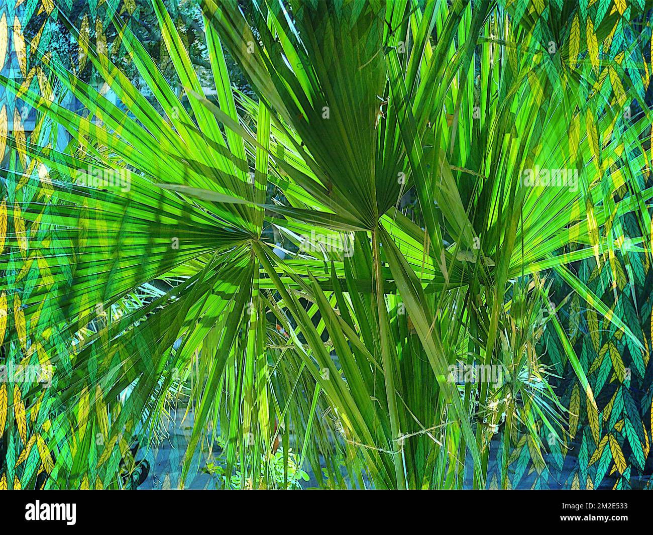 Palm effects | Effets sur palmiers 07/12/2017 Stock Photo - Alamy