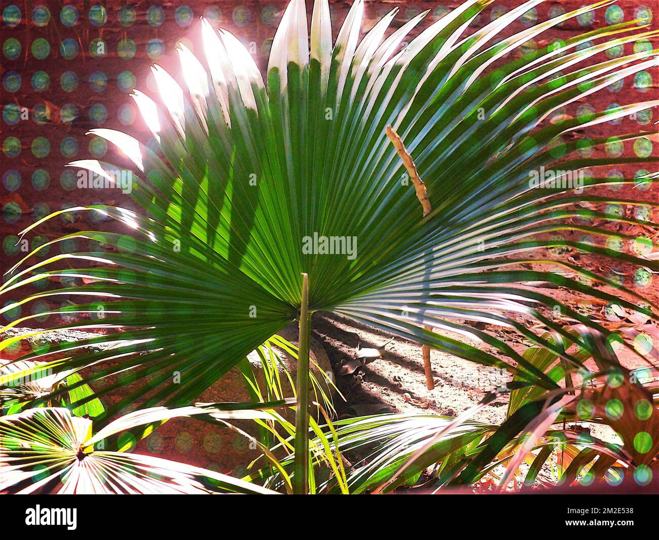 Palm effects | Effets sur palmiers 07/12/2017 Stock Photo - Alamy