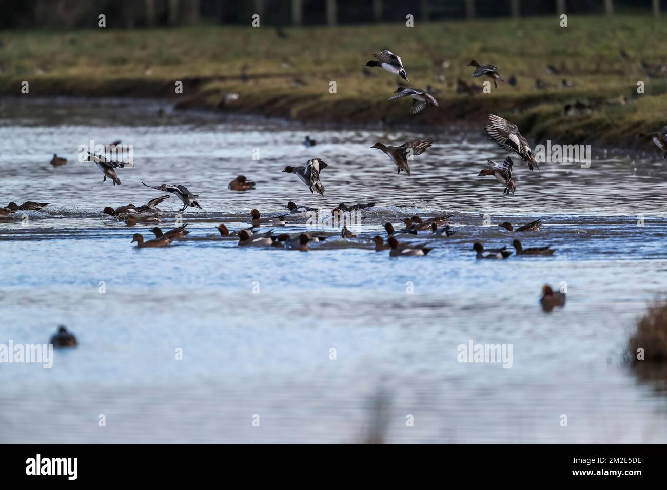 Wigeon. Winter at Slimbridge, The Wildfowl and Wetlands Trust bird ...