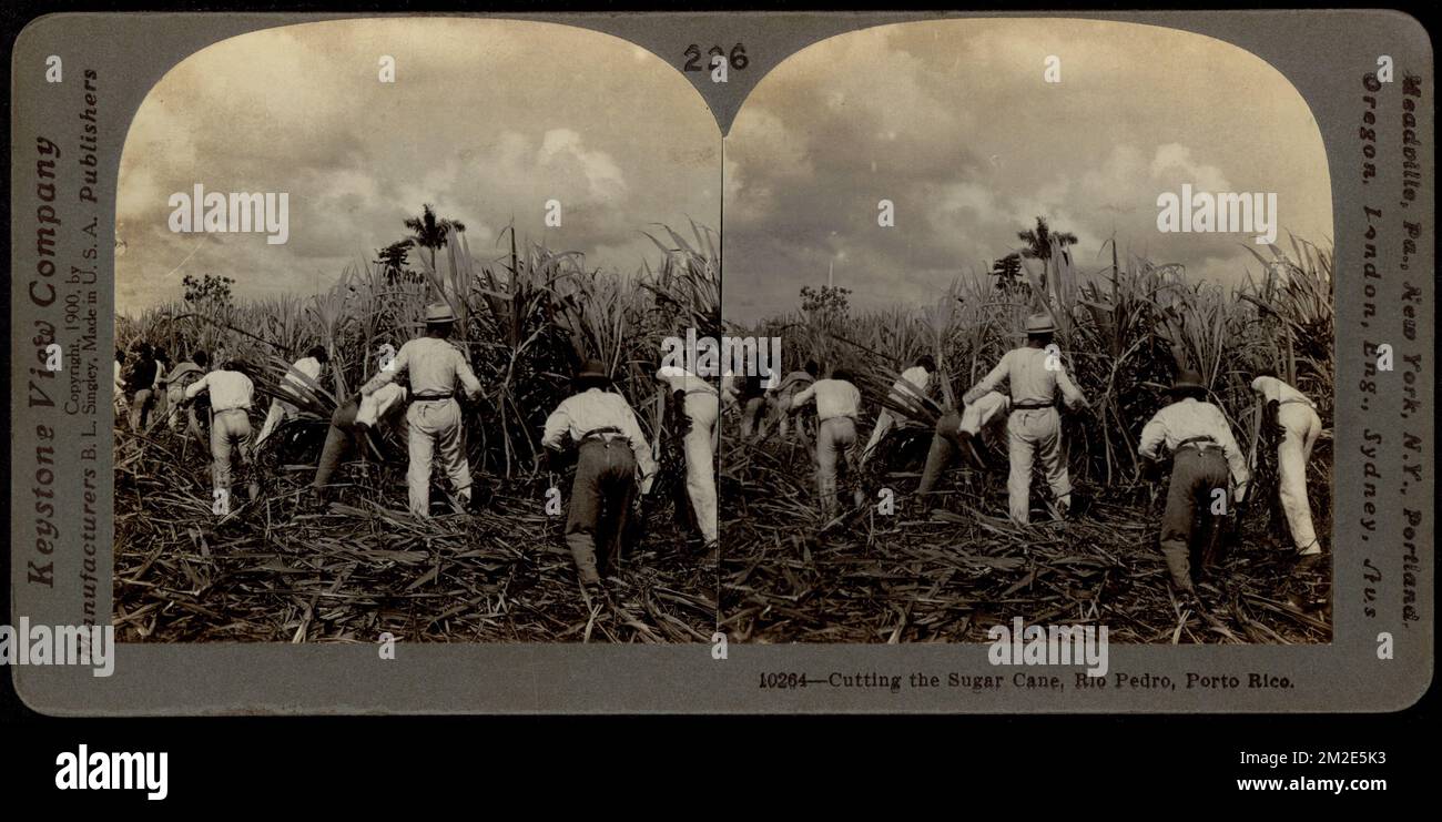 Cutting the sugar cane, Porto Rico , Sugar plantations, Sugarcane ...